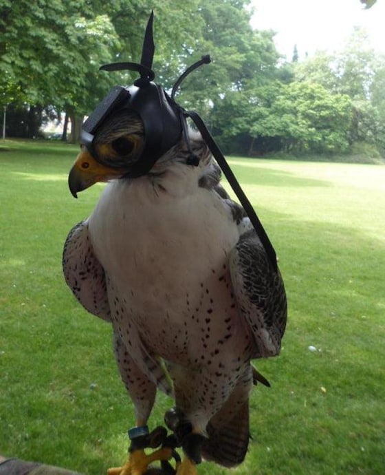Watch Amazing Bird-Cam Video of Falcons Attacking Prey