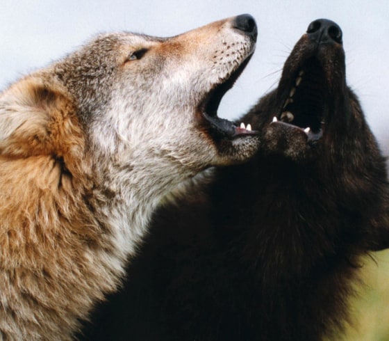 Genes Suggest Dogs Descended From a Now-Extinct Breed of Wolf