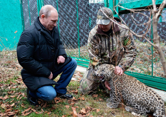 Softer Side? Putin Pets Leopard in Sochi Photo Op