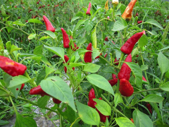 That's Hot! Genome Could Lead to Even Spicier Peppers