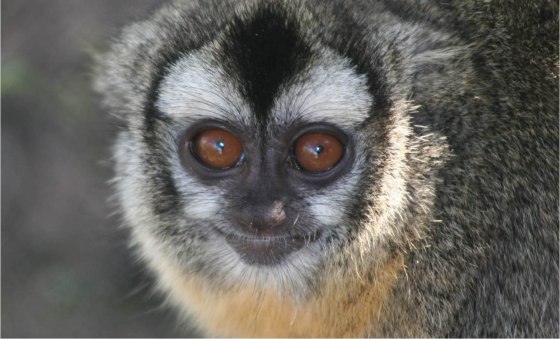 Owl Monkeys Rate Among the Animal World's Best Mates and Fathers