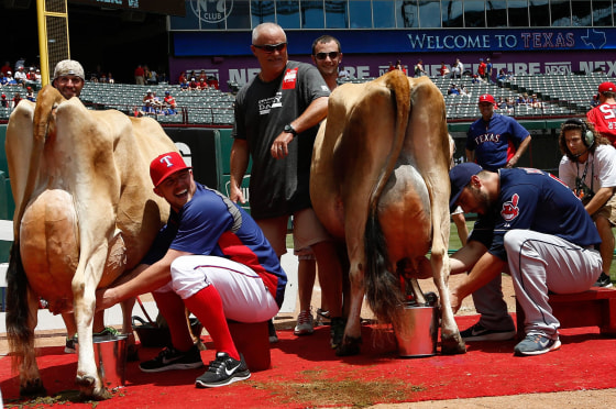 Baseball Stars Face Off in Cow-Milking Contest