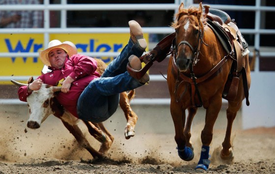 Calgary Stampede Rodeo Kicks Into High Gear