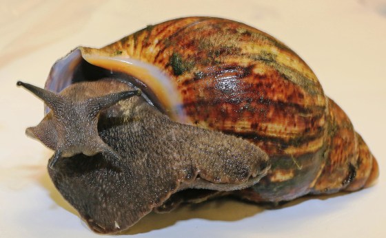 Ham-Size African Snails Seized at LAX a 'Serious Threat'