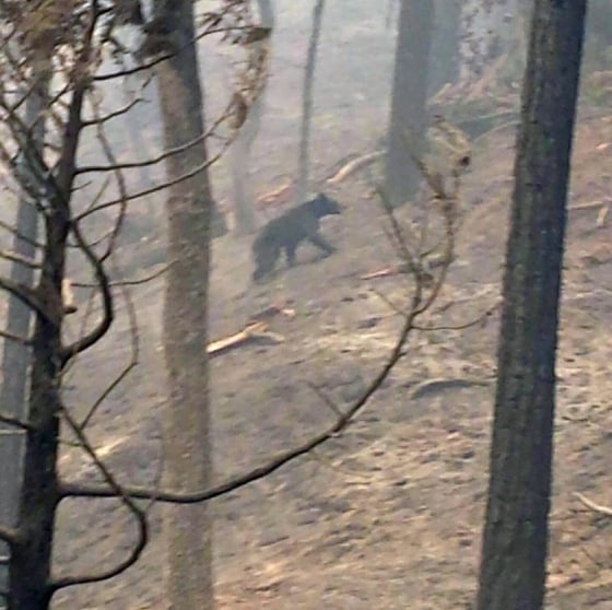 Bear Bolts Through Smoke-Filled California Forest