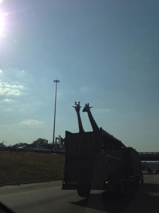 Giraffe Dies After Smashing Head on Low Highway Bridge in South Africa