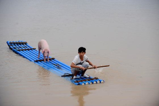Boy Ferries Pig Through Floodwaters in China