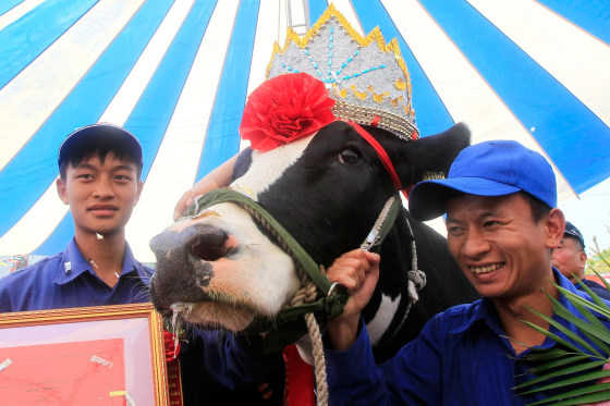 Vietnam's 'Miss Milk Cow' Beauty Contest Crowns Winner