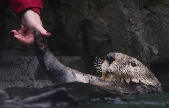 A Second Chance for a Brave Otter