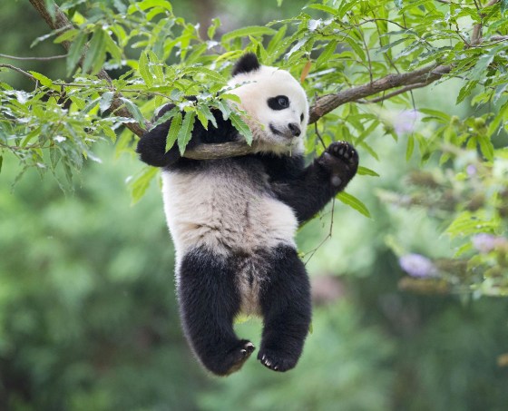 Hang In There, Bao Bao! Panda Celebrates First Birthday