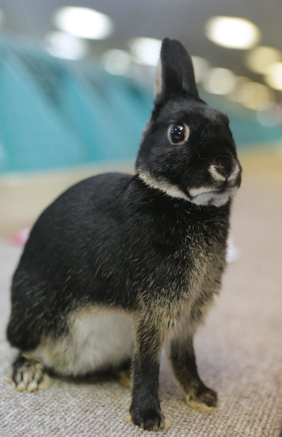 Rabbit Breeder to Pope: You Don't Know Rabbits