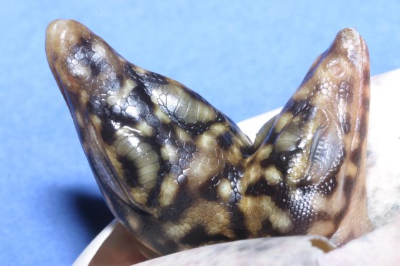 Rare Case of Conjoined Lizard Twins Found at Germany Zoo