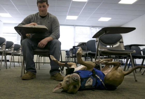Caring Pit Bull Helps Veteran With PTSD
