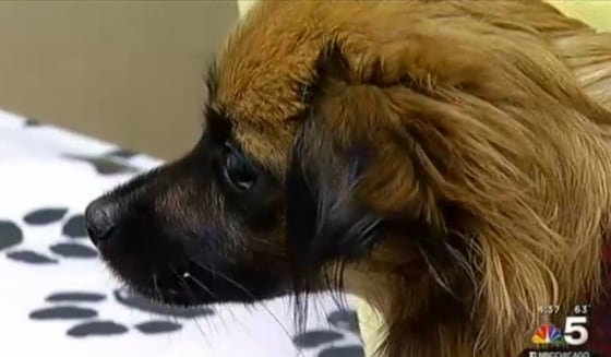 Six Pups Dead as Dog Flu Outbreak Rises to 1,100 Cases in Chicago-Area