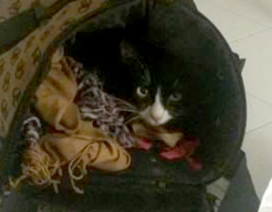 Lola the Cat Survives Migrant Crossing to Italy