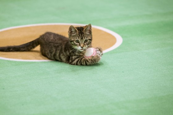 cat baseball