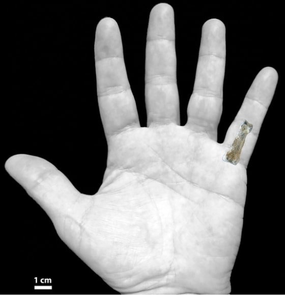 World's Oldest Humanlike Hand Bone Sheds Light on Evolution