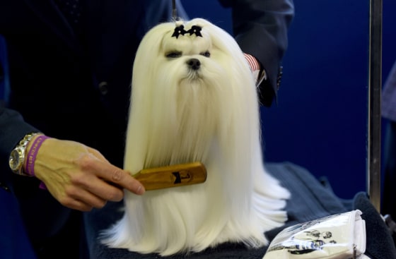 Was the First Dog Domesticated in Asia or Europe? Yes