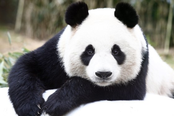 Say Cheese! Chinese Pandas Get Photo Op in Seoul