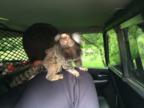 Washington Cops Chase Down Suspect With a (Real) Monkey on His Back