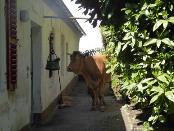 Holy Cow! Runaway Bovine Drops From Sky, Damages House