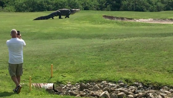 Watch a Jurassic-Sized Alligator Stalk a Florida Golf Course