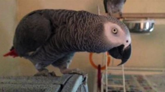 Wife Charged with Murder, Parrot Possible Star Witness