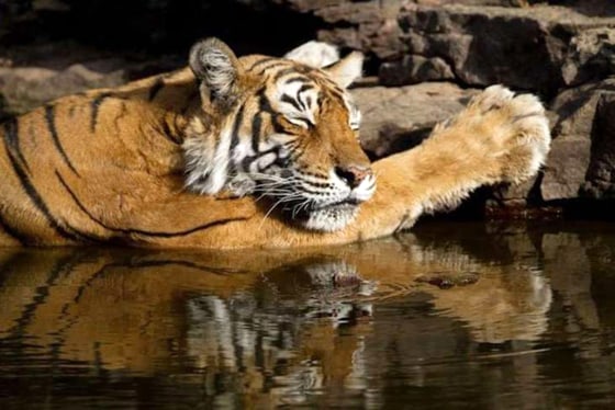 India's Most Famous Tiger Machli, 'Queen of Ranthambore', Dies at 19
