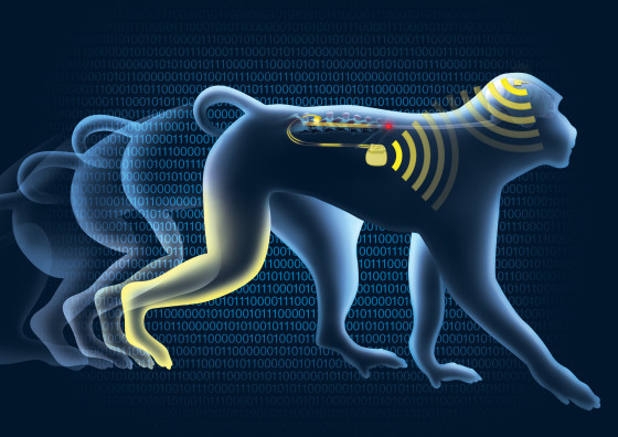 Paralyzed Monkeys Walk Again After Brain Implant