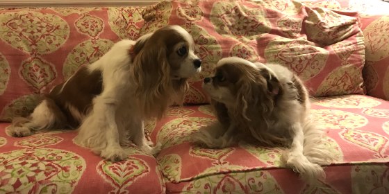 1-eyed spaniel has chance encounter with 'dog-pelganger' at store