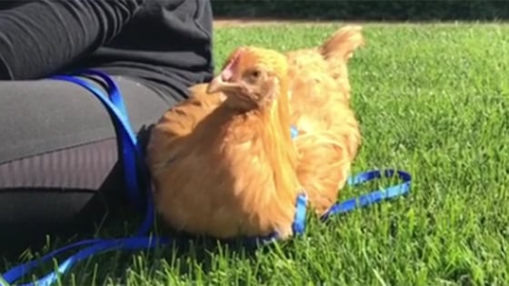 Jennifer Garner shares memorial video for her favorite chicken: RIP ...