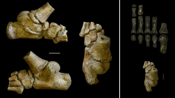 Baby feet: Toddler bones show pre-human kids scampered up trees