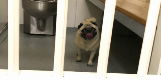 Police take ‘pug shot’ of runaway dog in New Jersey