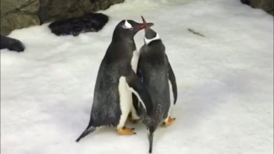 Same Sex Penguin Couple Incubate Egg At Sydney Aquarium