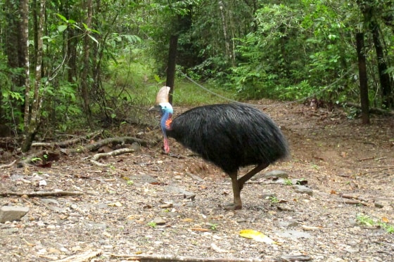 Large bird attacks and kills its fallen owner in Florida