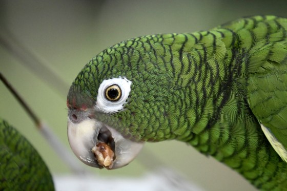Parrot taken into custody by police in Brazil for trying to warn drug ...