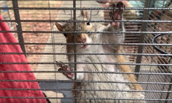 Alabama man denies pet is 'methed-out' attack squirrel