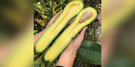 What are 'long neck' avocados?