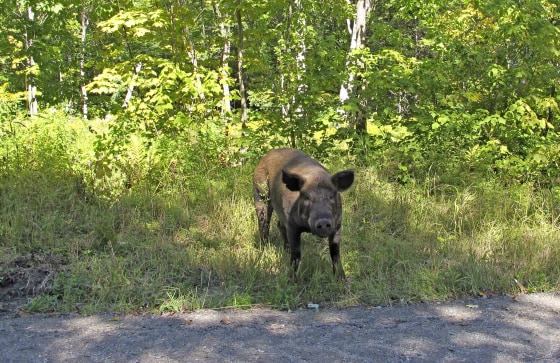 Hundreds of pigs escape Vermont farm; most back with help from trail of ...
