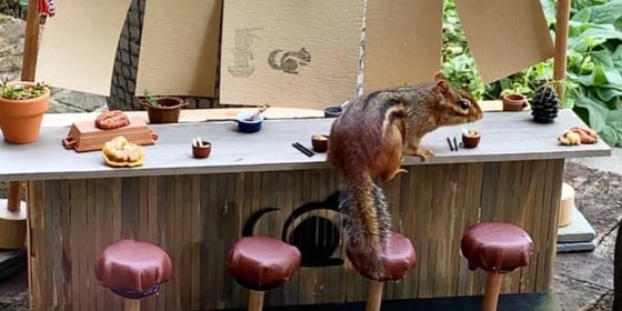 Georgia food writer opened a tiny restaurant for a chipmunk