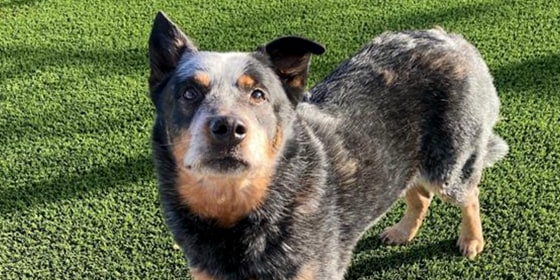 Dog who stayed with dead owner in the snow finds new home