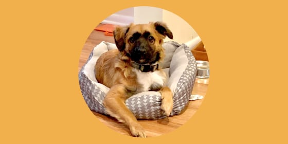 How to mourn the unexpected death of a young pet - TODAY