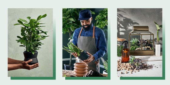Hilton Carter for Target 8 best faux plants from the collection