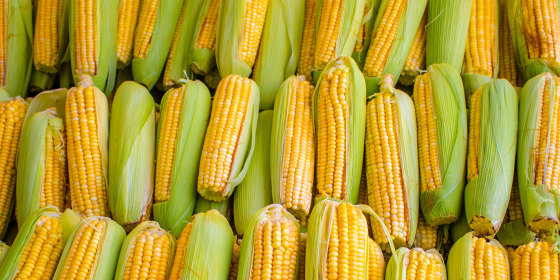 Is ‘Cooler Corn’ Safe?