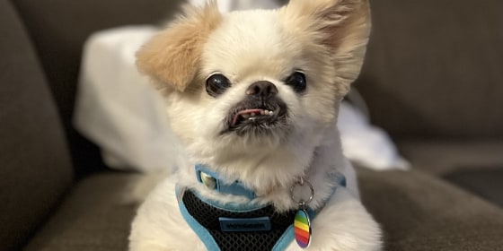 Quirky dog promotes senior pet adoptions in Saving Senior Dogs Week