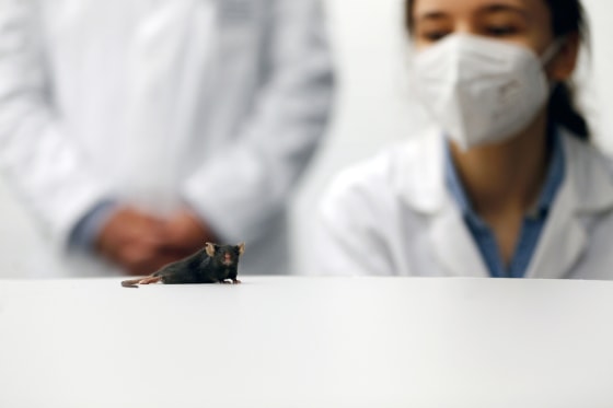 German scientists make paralyzed mice walk again