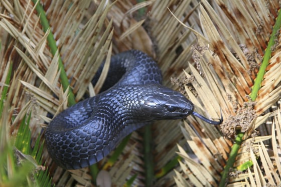 Rare snake that grows over 8 feet found in Alabama for only second time ...