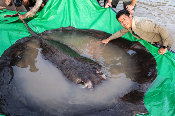Man Hooks Largest Freshwater Fish On Record : A 661-Pound Sting Ray