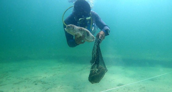 In the waters off Mexico, fishing this vital sea creature is banned. It ...
