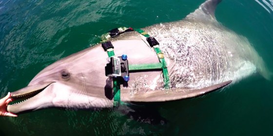 How do dolphins hunt? A research project provides a dolphin's-eye view